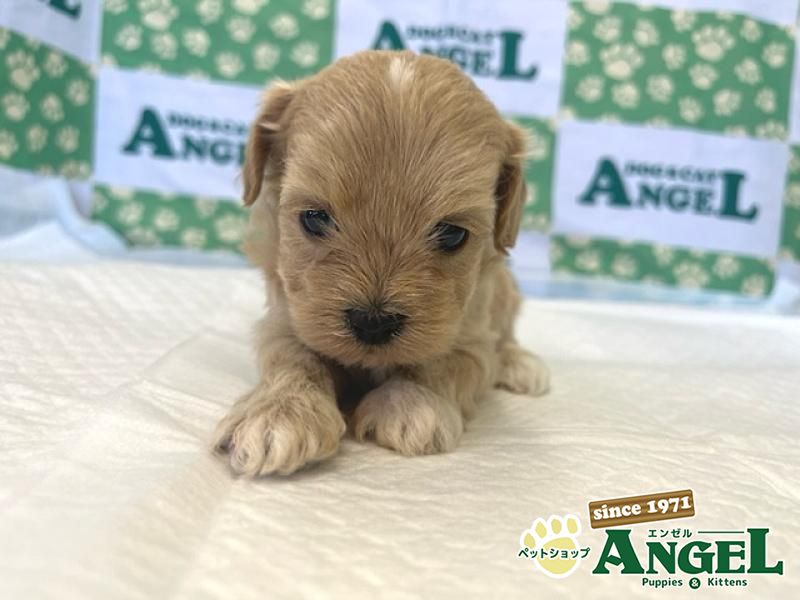 検索結果 | ペットショップエンゼル